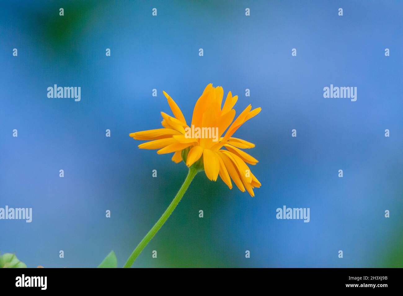 Orange ray flowers hi-res stock photography and images - Alamy