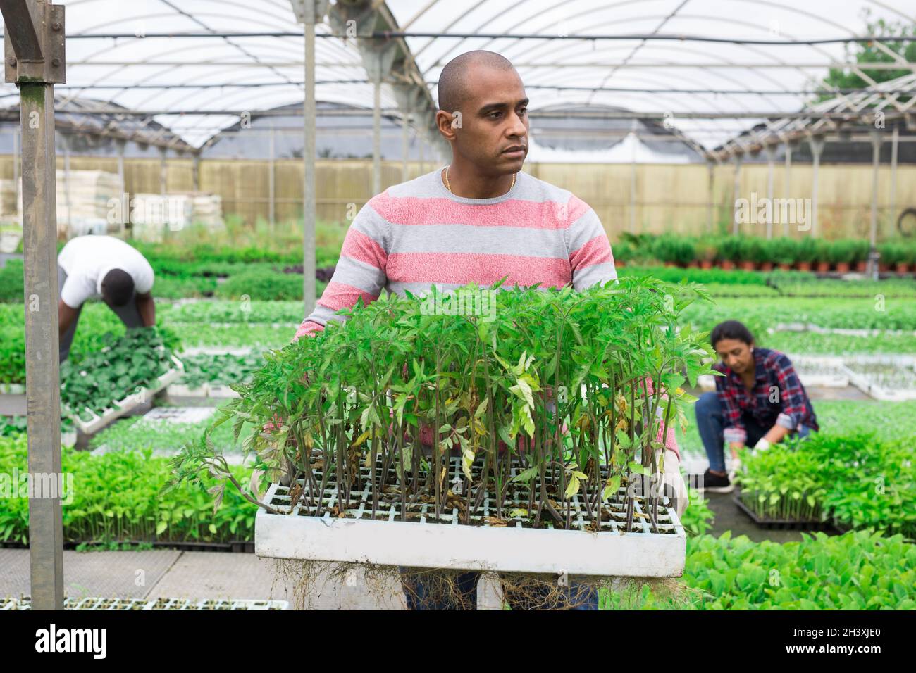Female worker tending plants growing hi-res stock photography and ...
