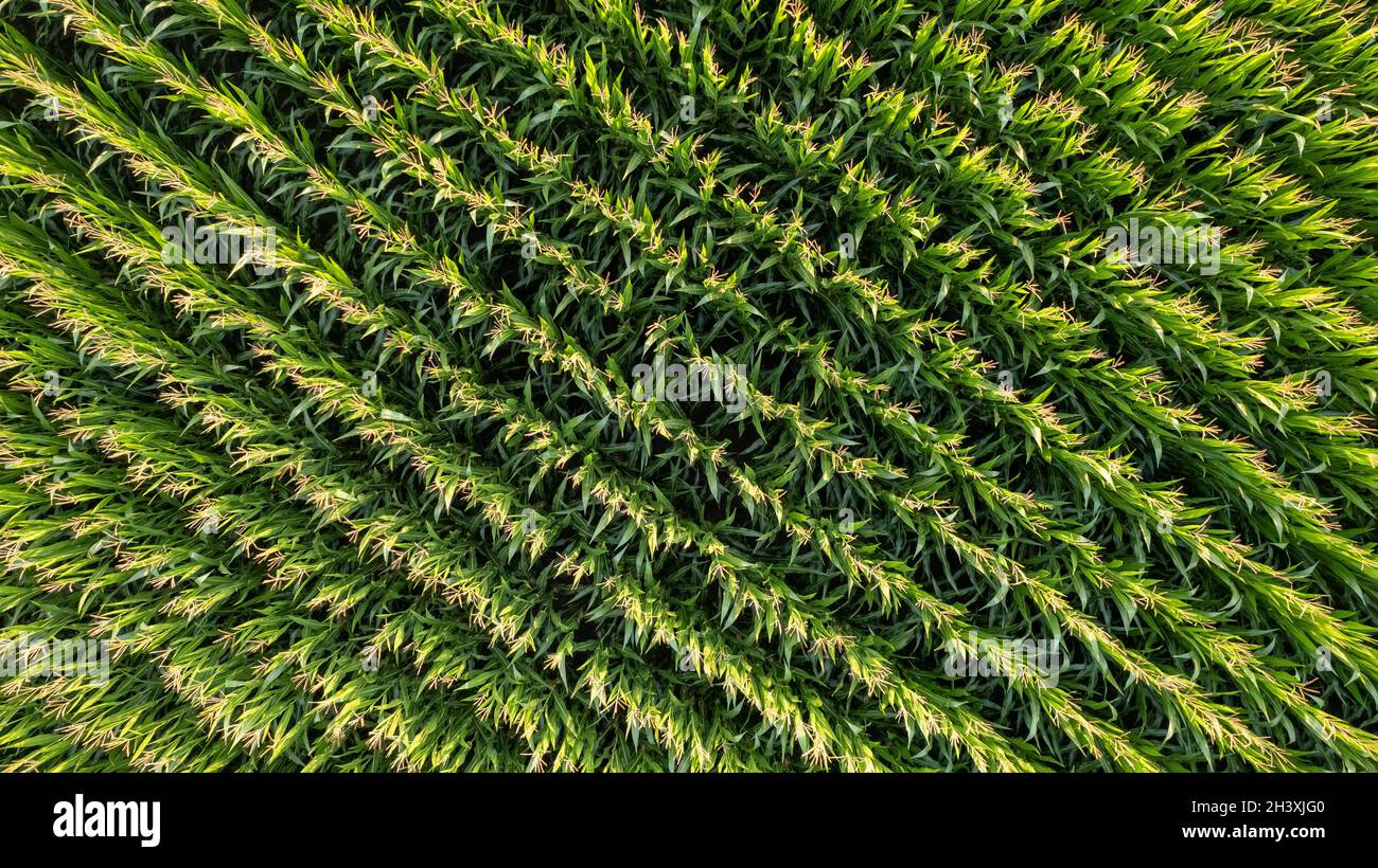 Corn field texture hi-res stock photography and images - Alamy