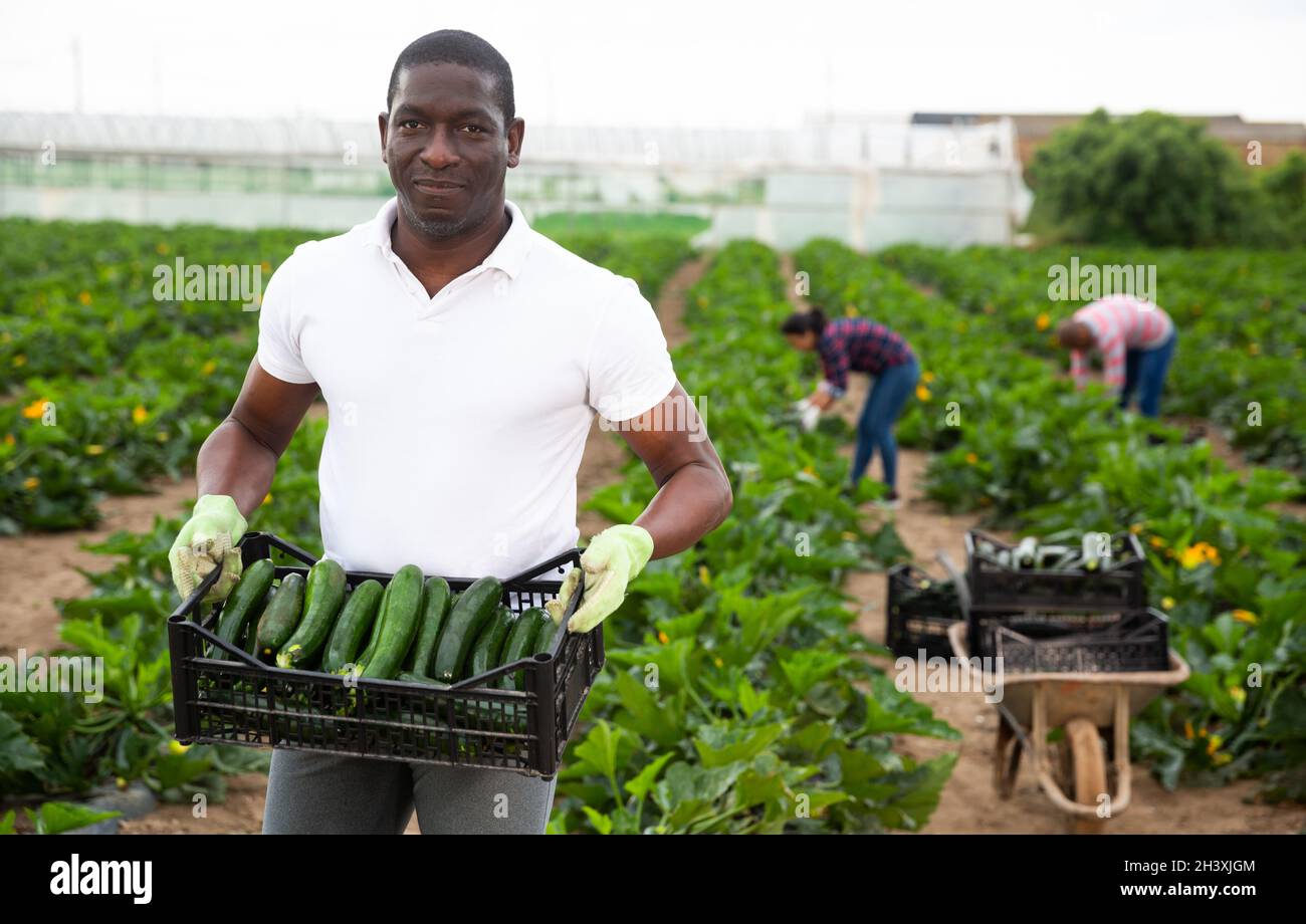 African-american worker collects zucchini in a box Stock Photo - Alamy