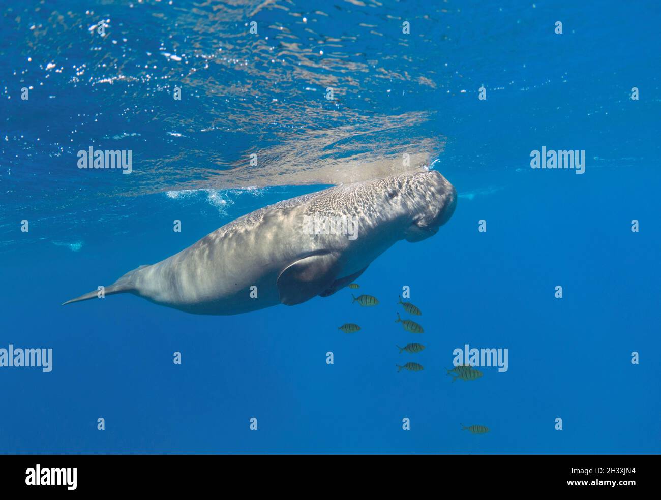 Indian dugong hi-res stock photography and images - Alamy
