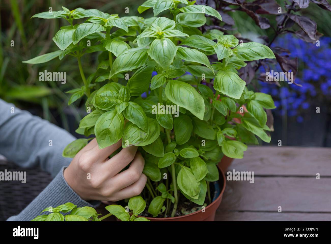 Planting a basil bush. Home herb garden Stock Photo - Alamy