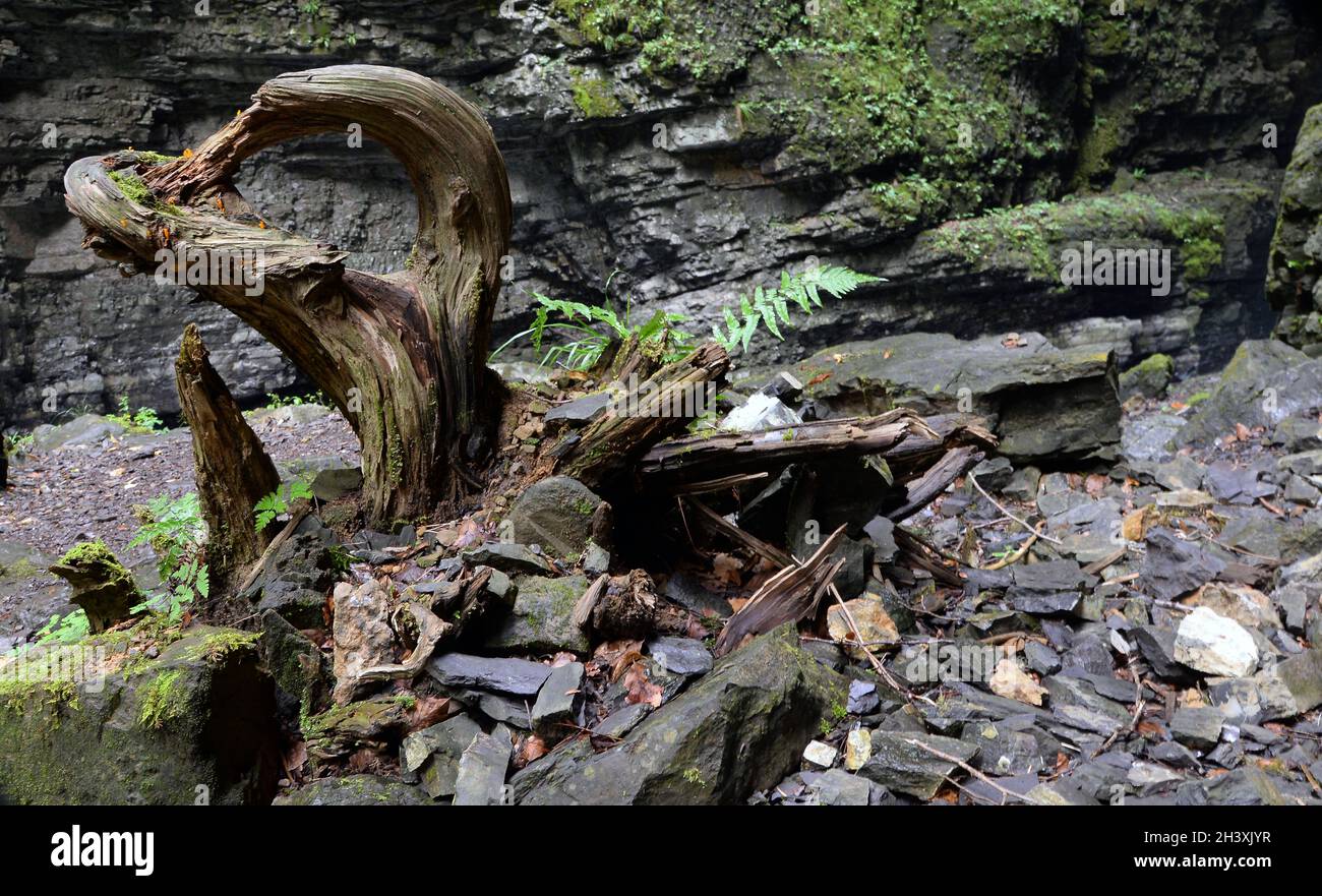 Root gorge hi-res stock photography and images - Alamy