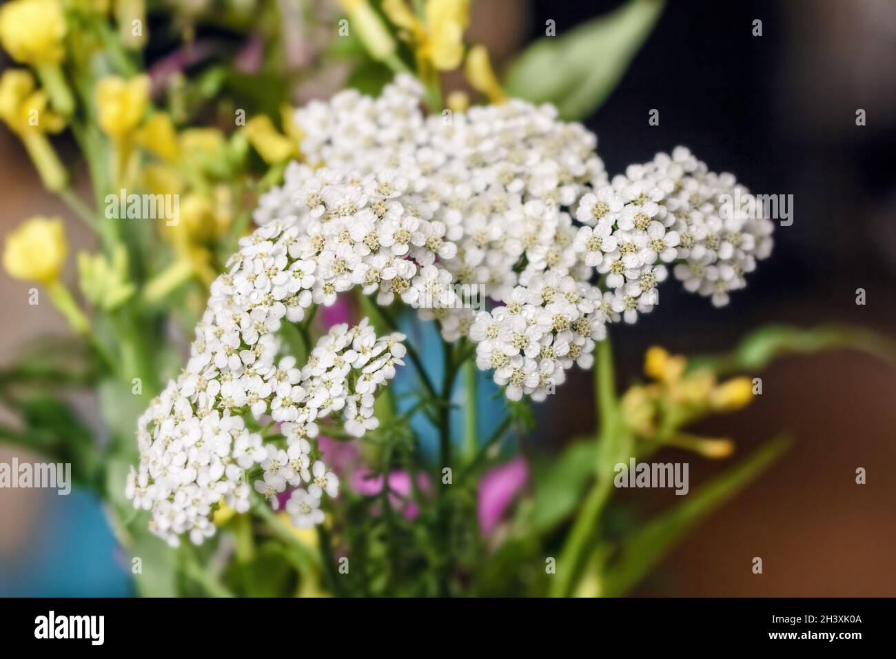 Real pretty fresh white naturel flowering yarrow on colour background ...