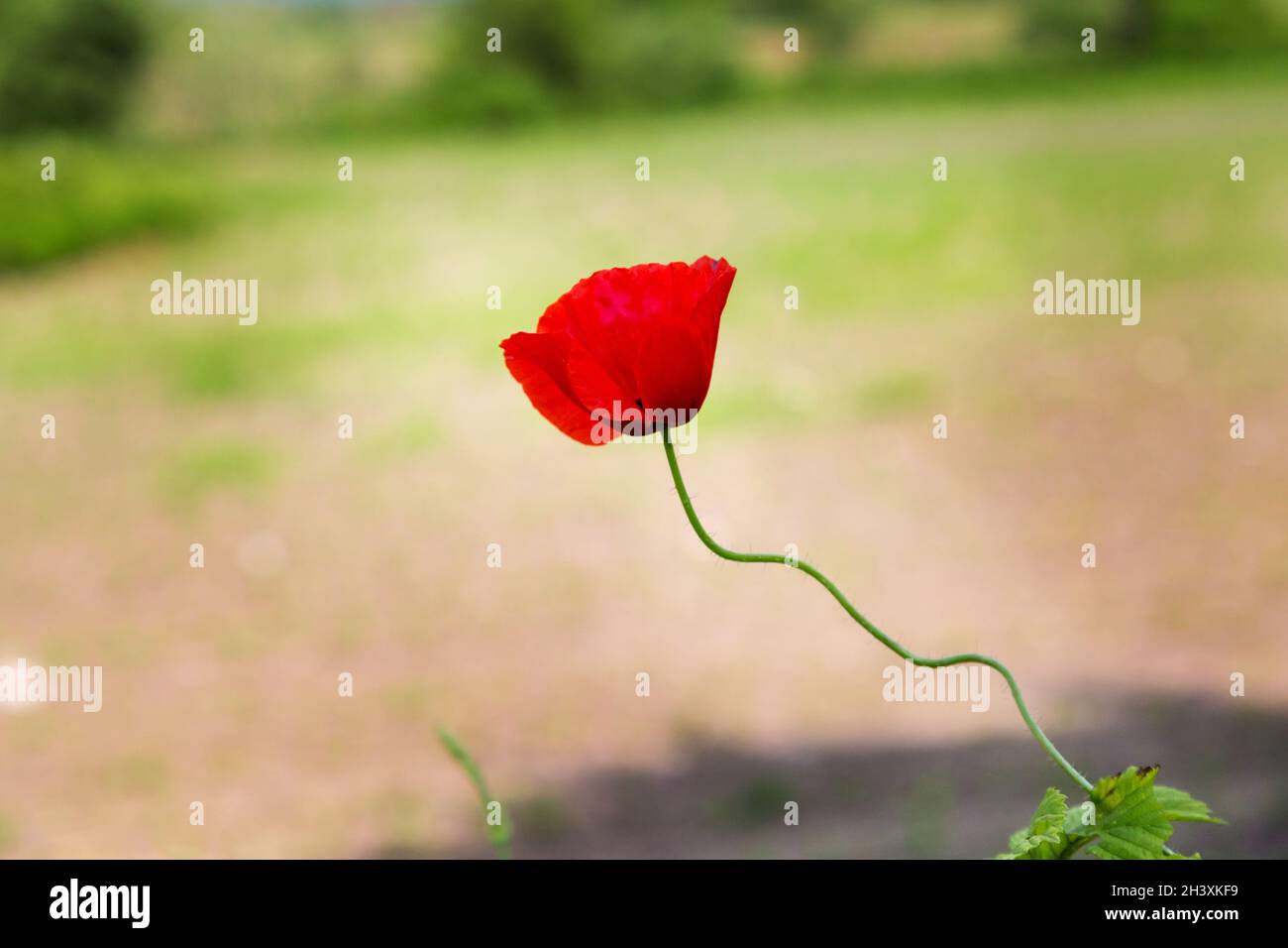 Red poppy flower, Remembrance Day Stock Photo - Alamy