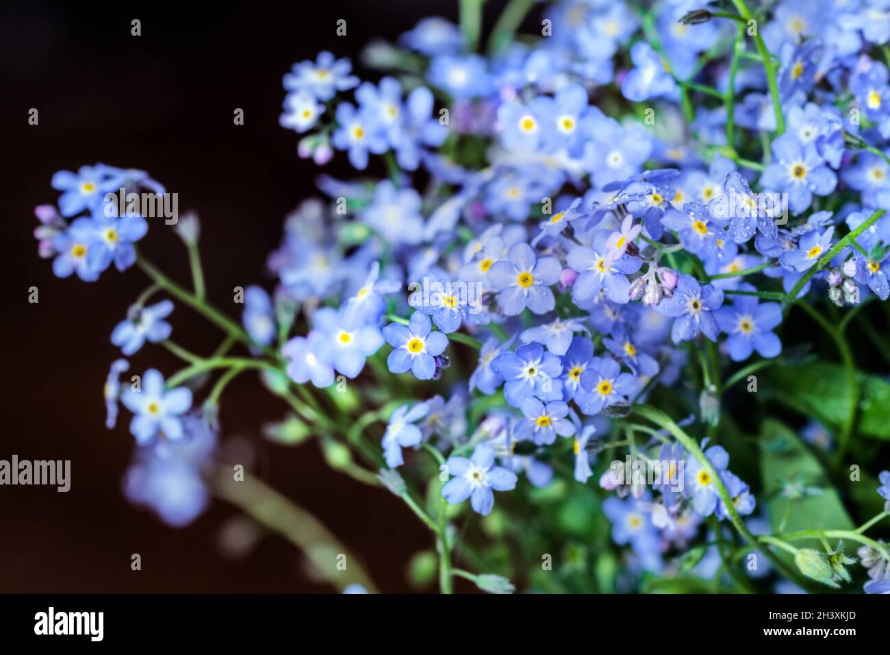 Delicate blue flowers hi-res stock photography and images - Alamy