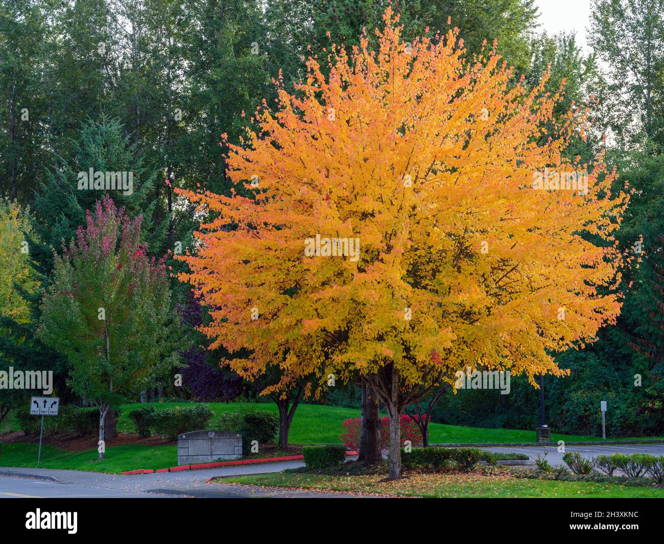 The bright autumn foliage at the entrance to a parking lot Stock Photo ...