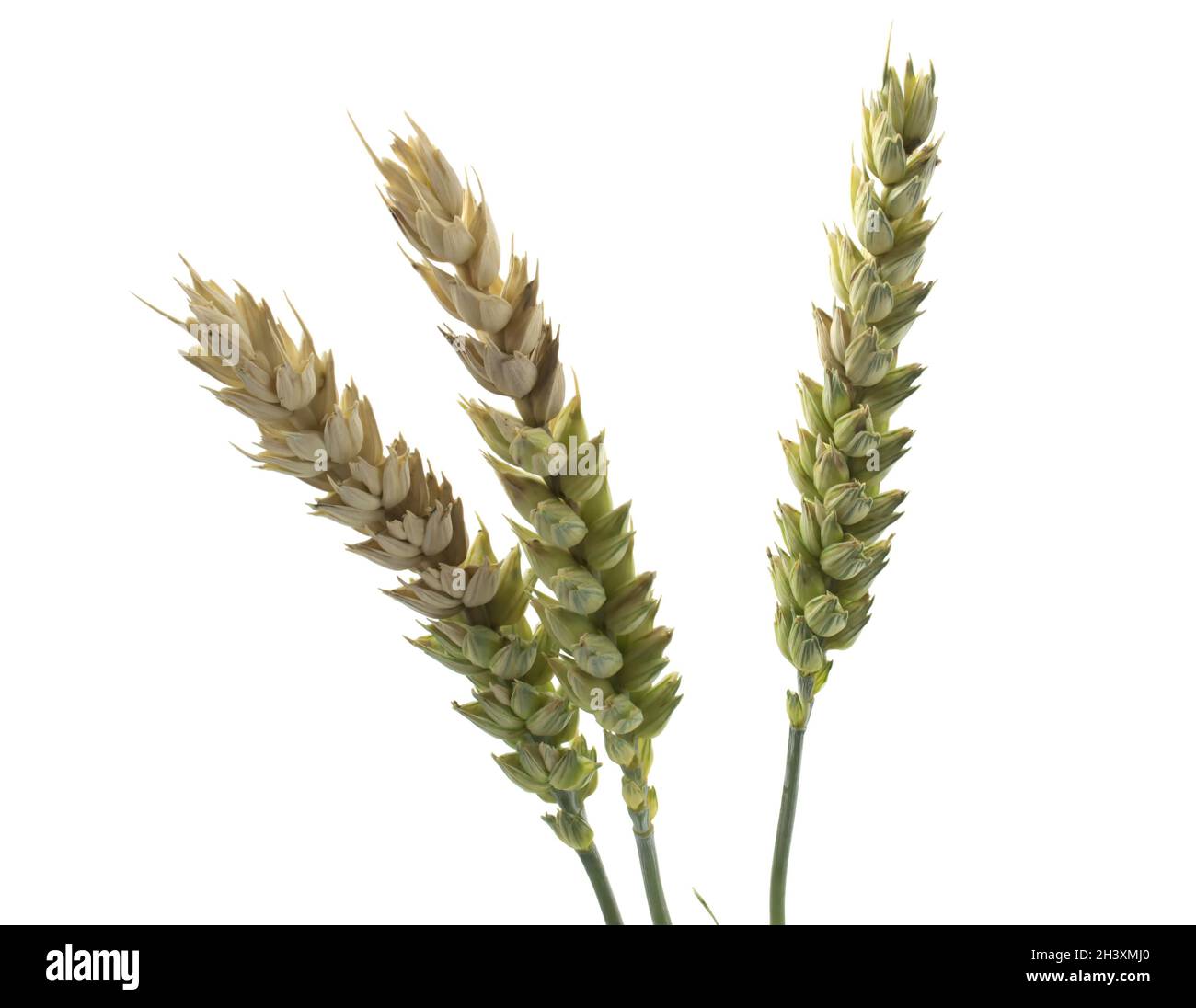 Spikelets of wheat isolated on white background. Problems with spikelet ...