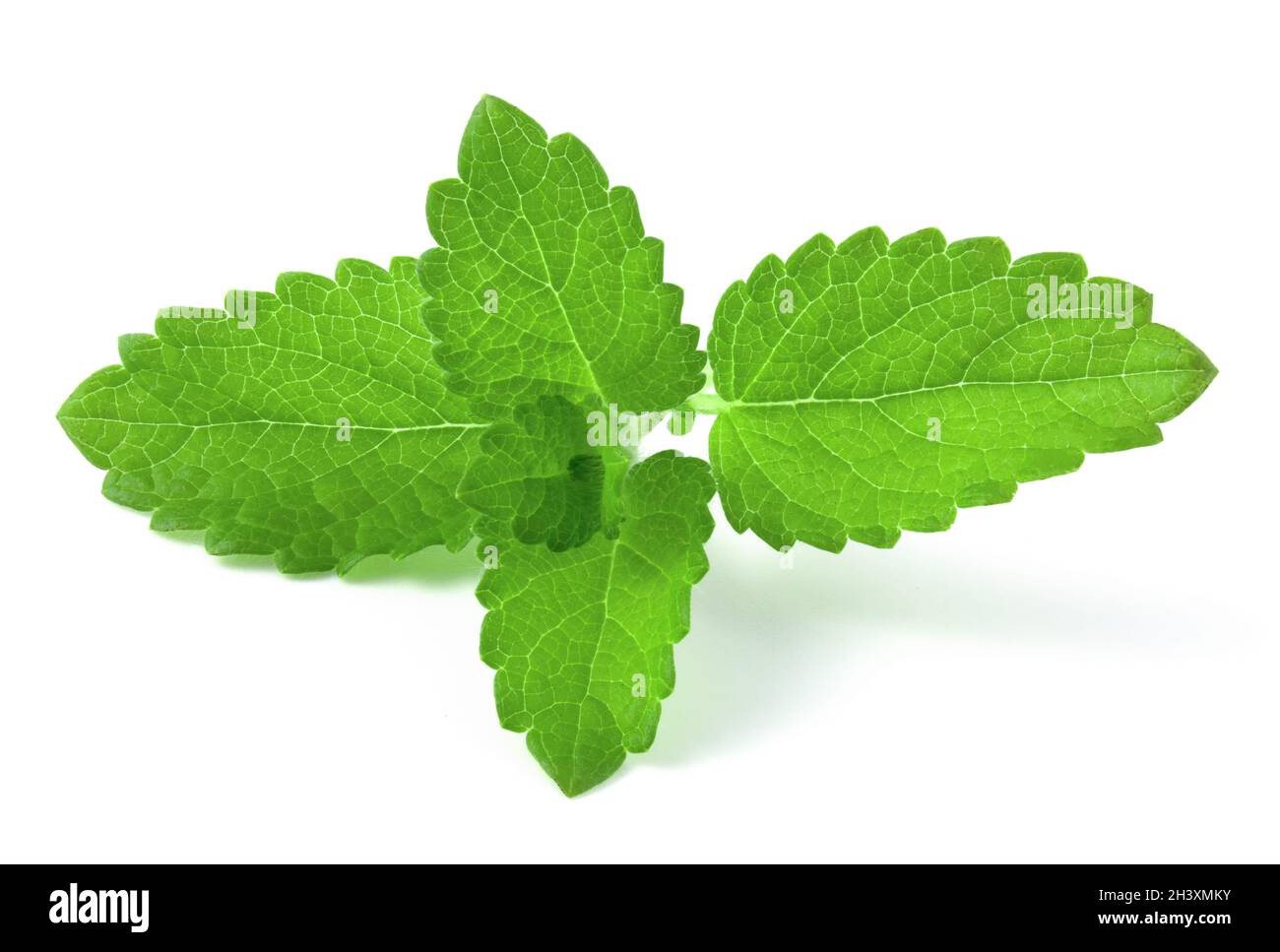 Branch with fresh mint leaves isolated on white background Stock Photo ...