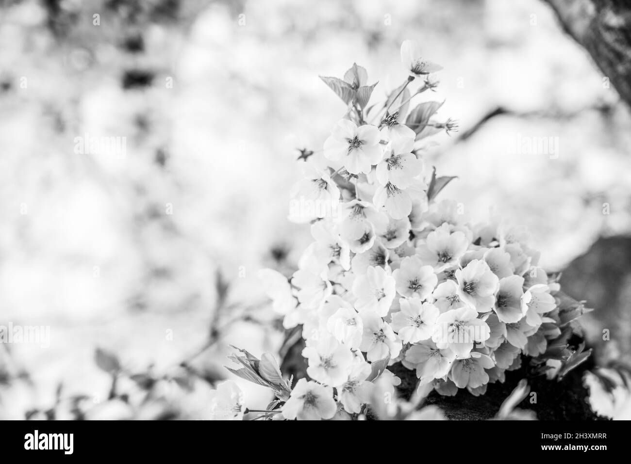 Grayscale shot of beautiful cherry blossom in South Korea Stock Photo ...
