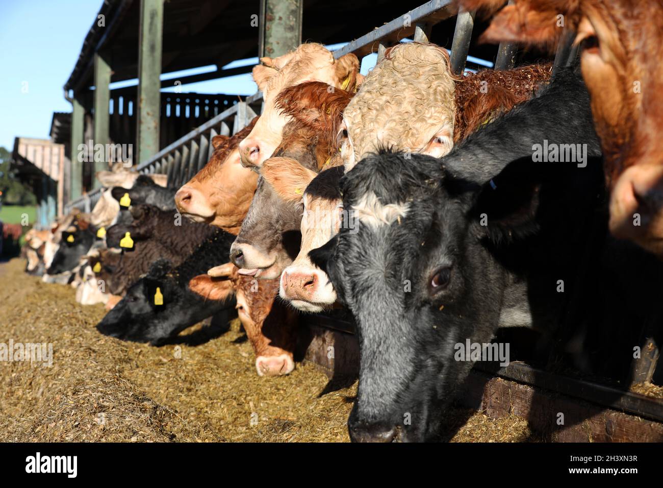 Cows pictured in a cow shed on a farm in West Sussex, UK Stock Photo ...