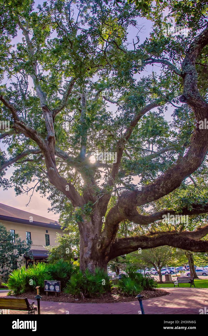 A live oak tree is listed on the Marietta Johnson Tree Trail on Coastal ...