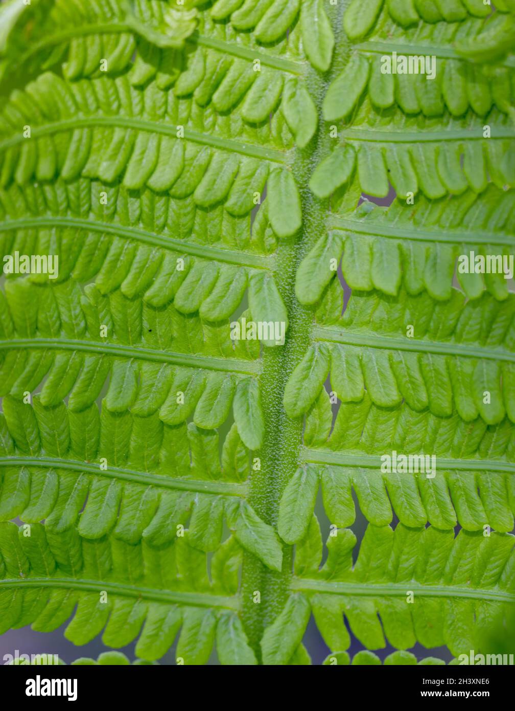 Fern leaf texture hi-res stock photography and images - Alamy
