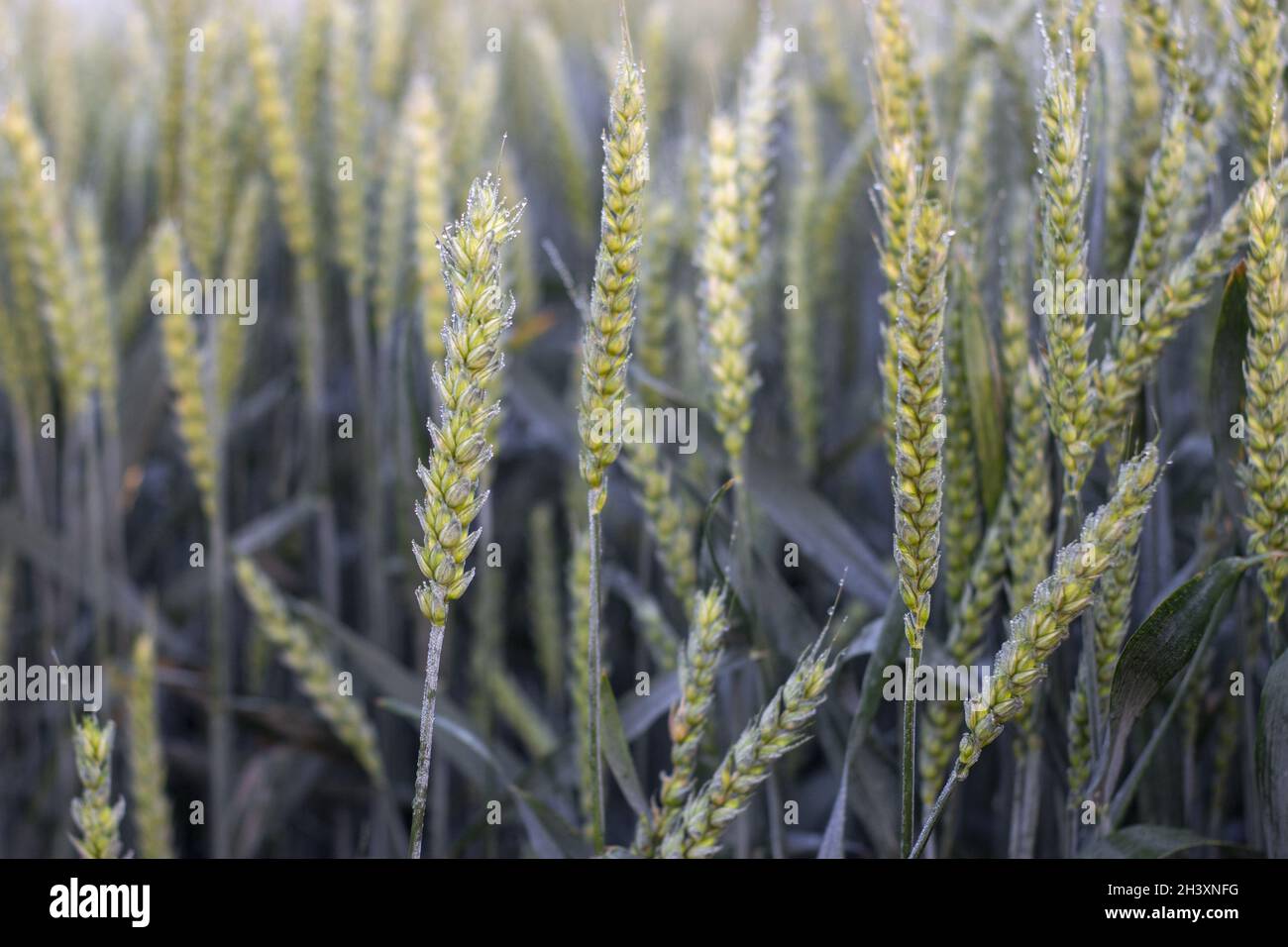 Spikelet hi-res stock photography and images - Alamy