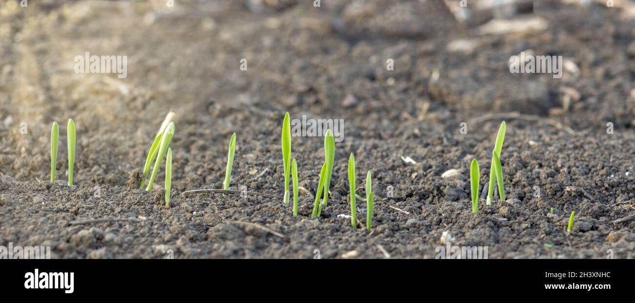 Barley sprouting shoots field hi-res stock photography and images - Alamy