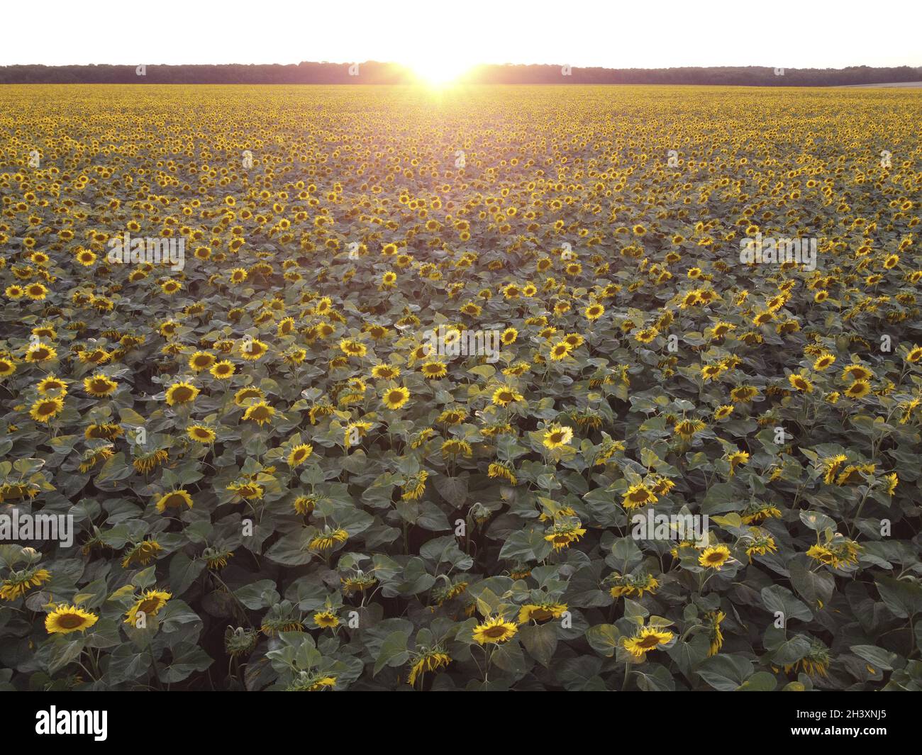 Sunflower field at sunset. Farm fields with blooming sunflowers Stock ...