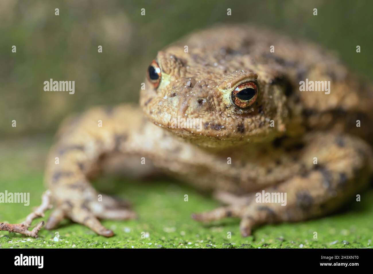 Kra tenmaul hi-res stock photography and images - Alamy