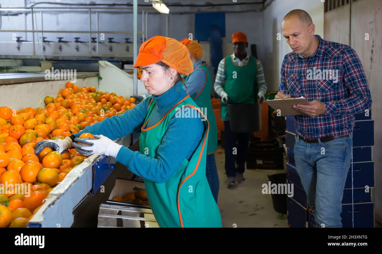 Manual sorting of of oranges fruit hi-res stock photography and images ...
