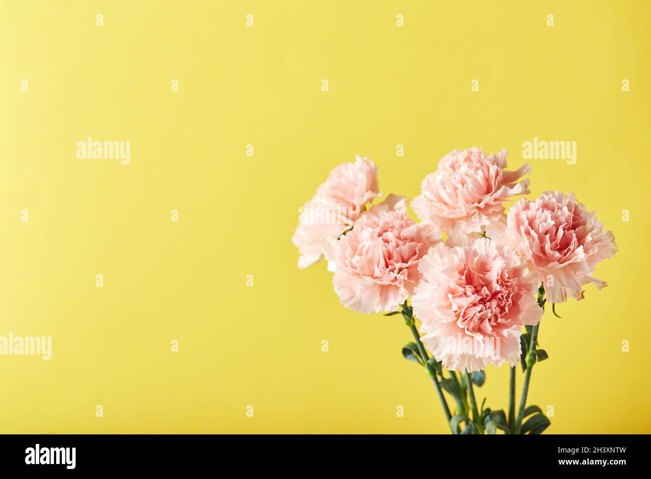 Yellow carnations hi-res stock photography and images - Alamy