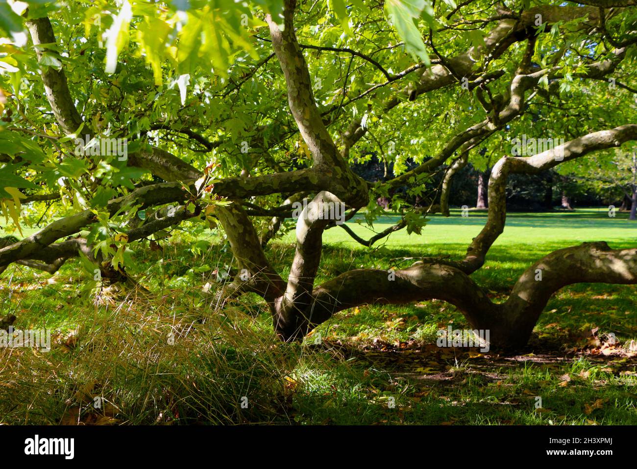 Oriental plane tree Platanus orientalis planted in 1775 in Osterley ...