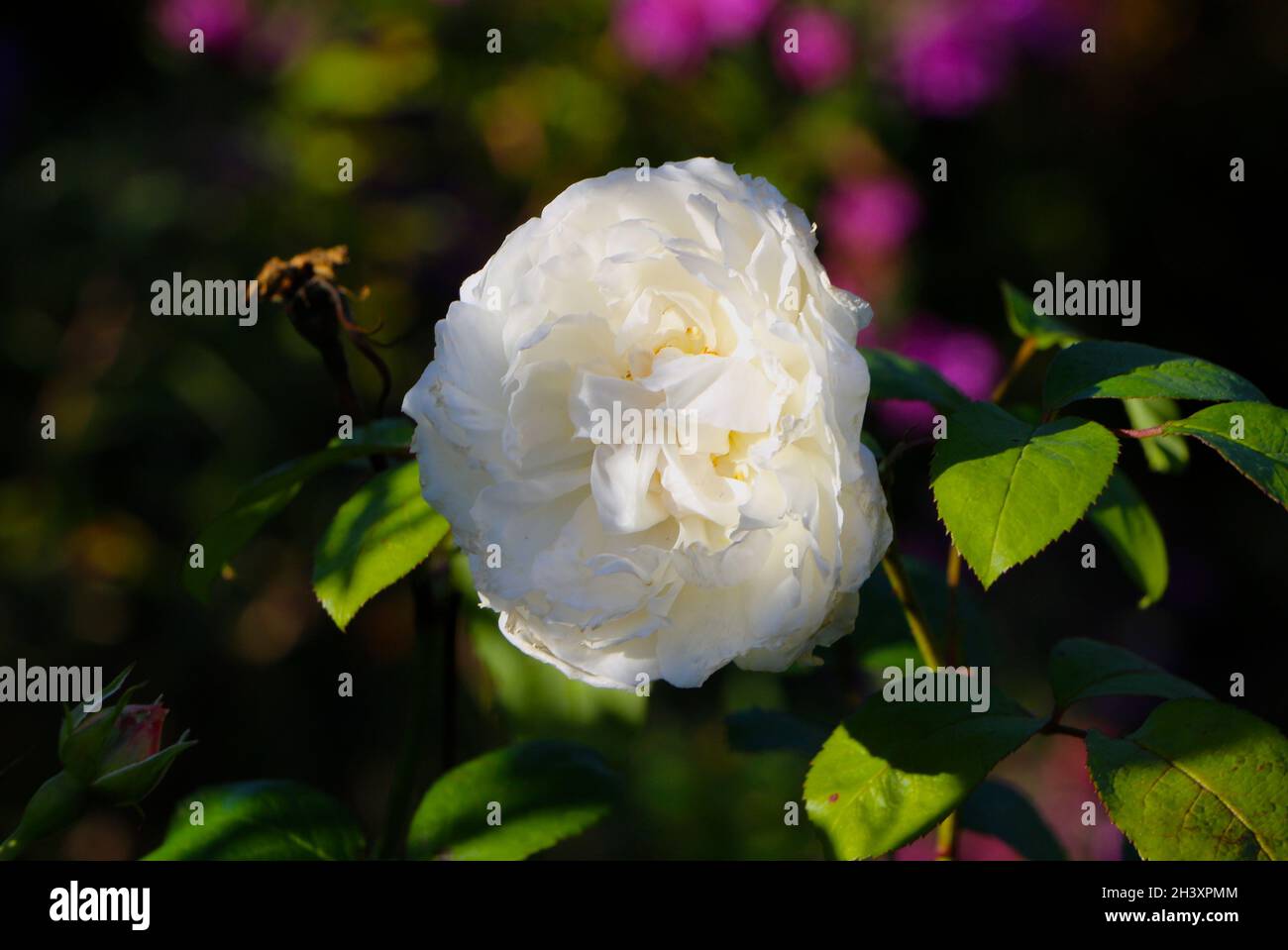 Rosa alba hi-res stock photography and images - Alamy