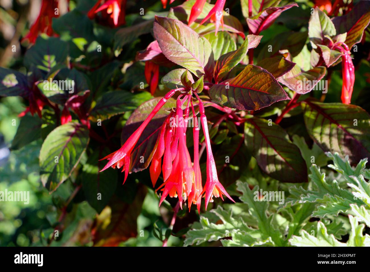 Triphylla hi-res stock photography and images - Alamy