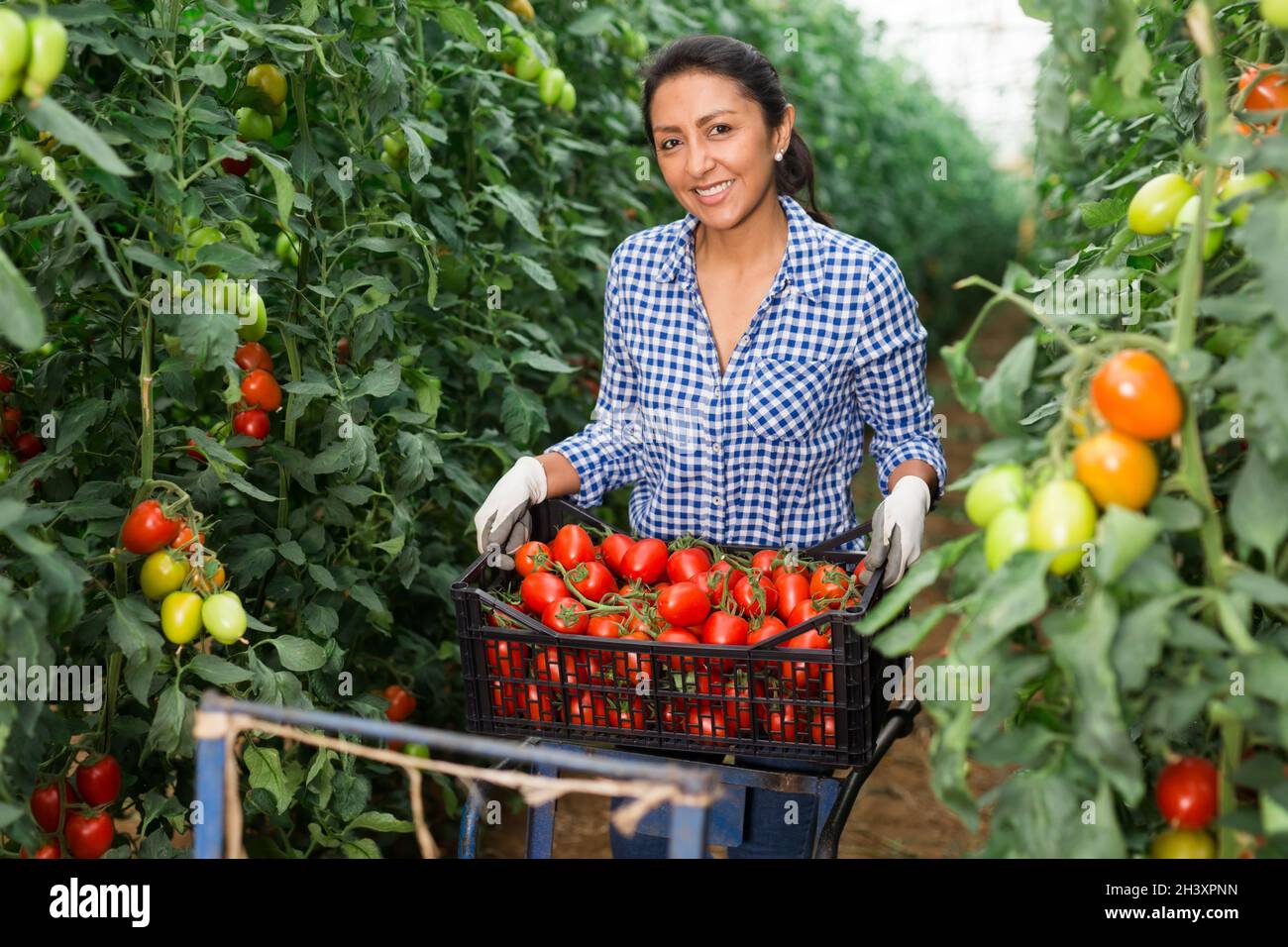 Female gardener stacking boxes with tomatoes in greenhouse Stock Photo ...