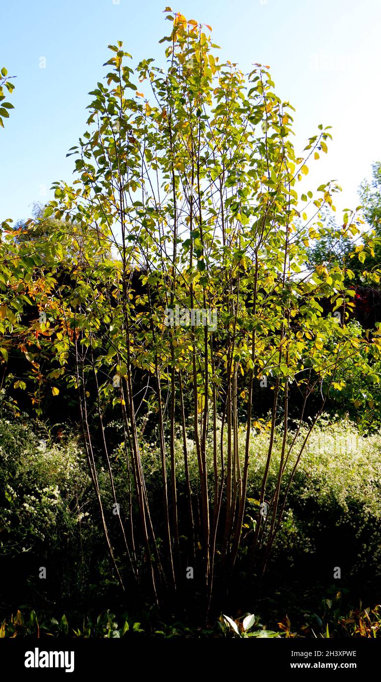 Pine tree shrub garden hi-res stock photography and images - Alamy