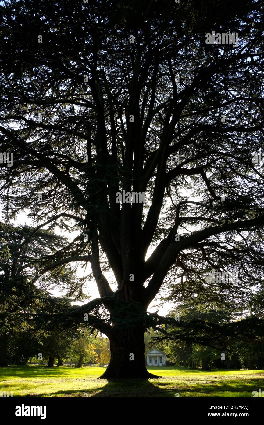Backlit huge tree in the public landscaped gardens at Osterley Park ...