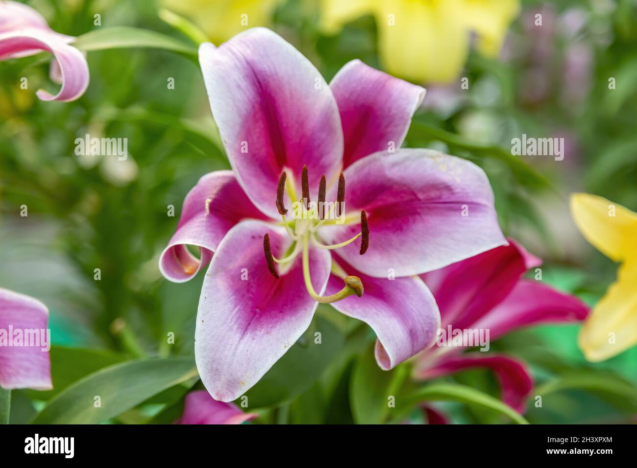 Summer bloom hi-res stock photography and images - Alamy