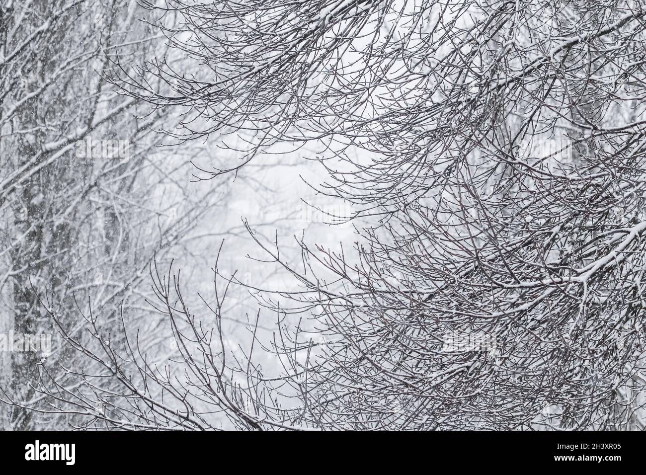 Fairytale fluffy snow-covered trees branches, nature scenery with white ...