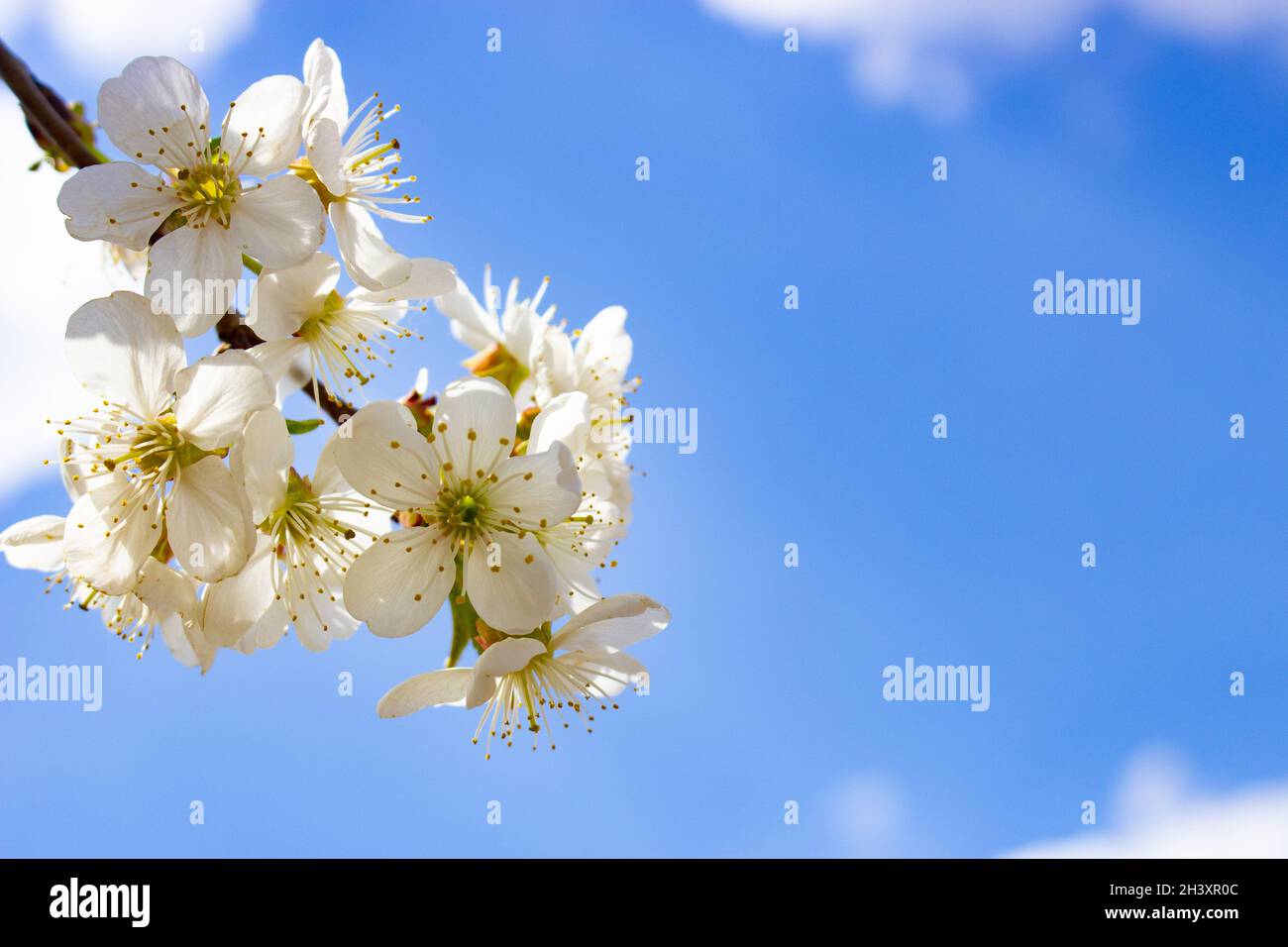 White color tree hi-res stock photography and images - Alamy