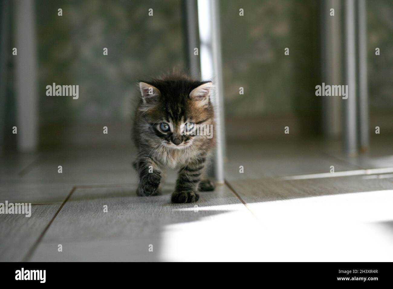 scared little kitten in the green grass. The little kitten ran away ...