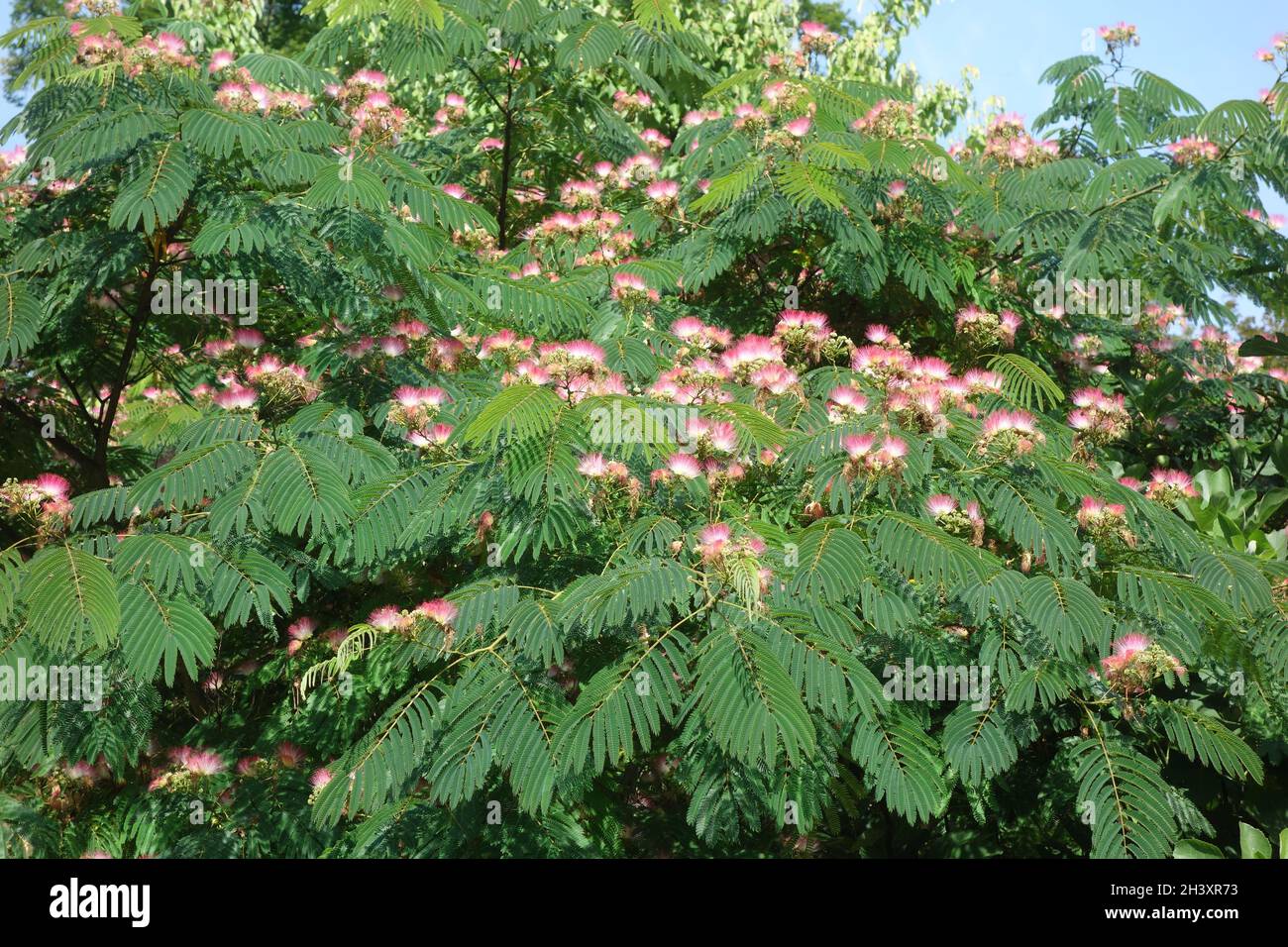 Albizia julibrissin, silk tree Stock Photo - Alamy