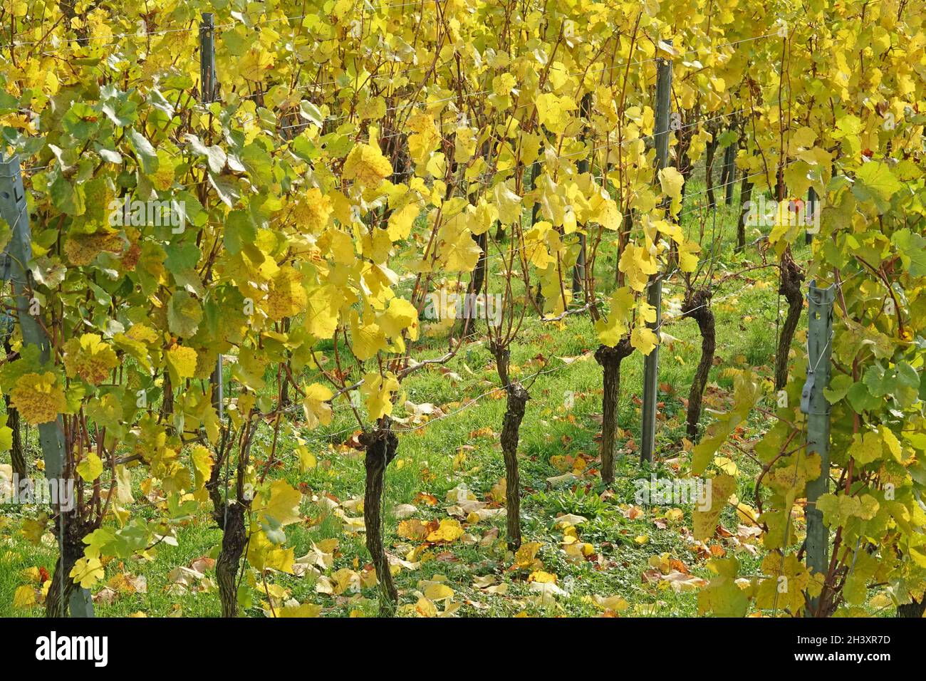 Hoerstein hi-res stock photography and images - Alamy