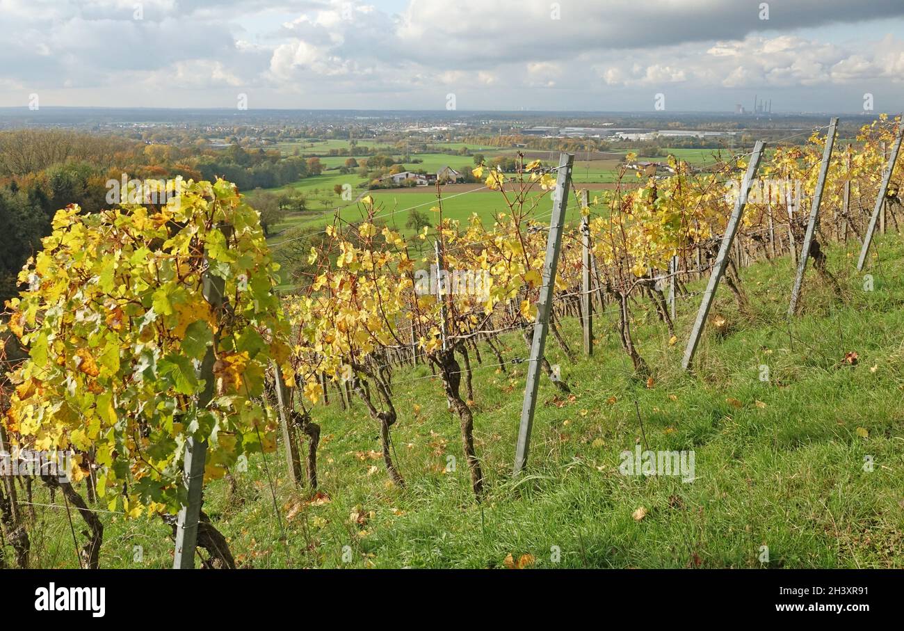 Vineyard near Hoerstein Stock Photo - Alamy