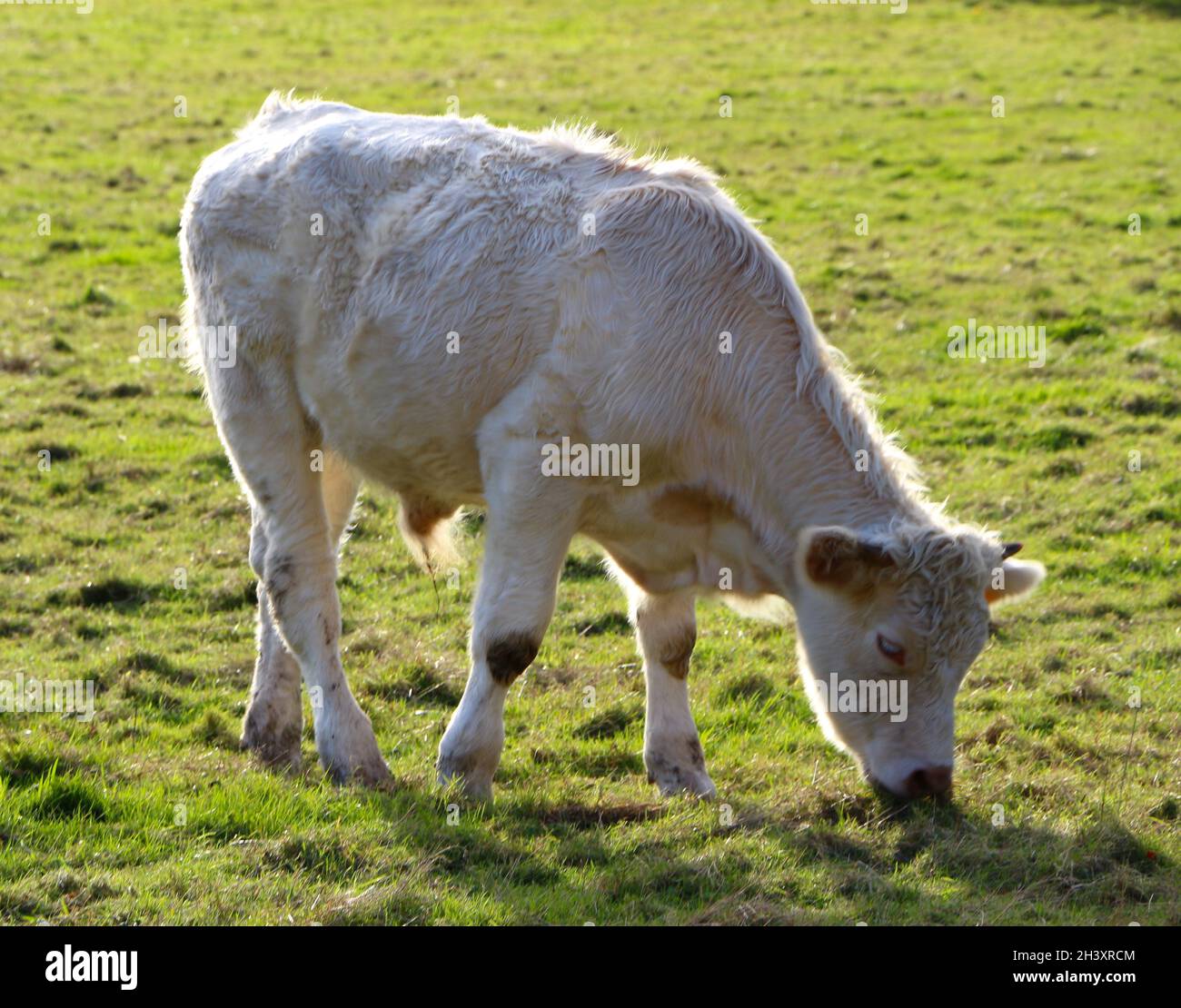 Charolais cattle young bull grazing late afternoon London England UK ...