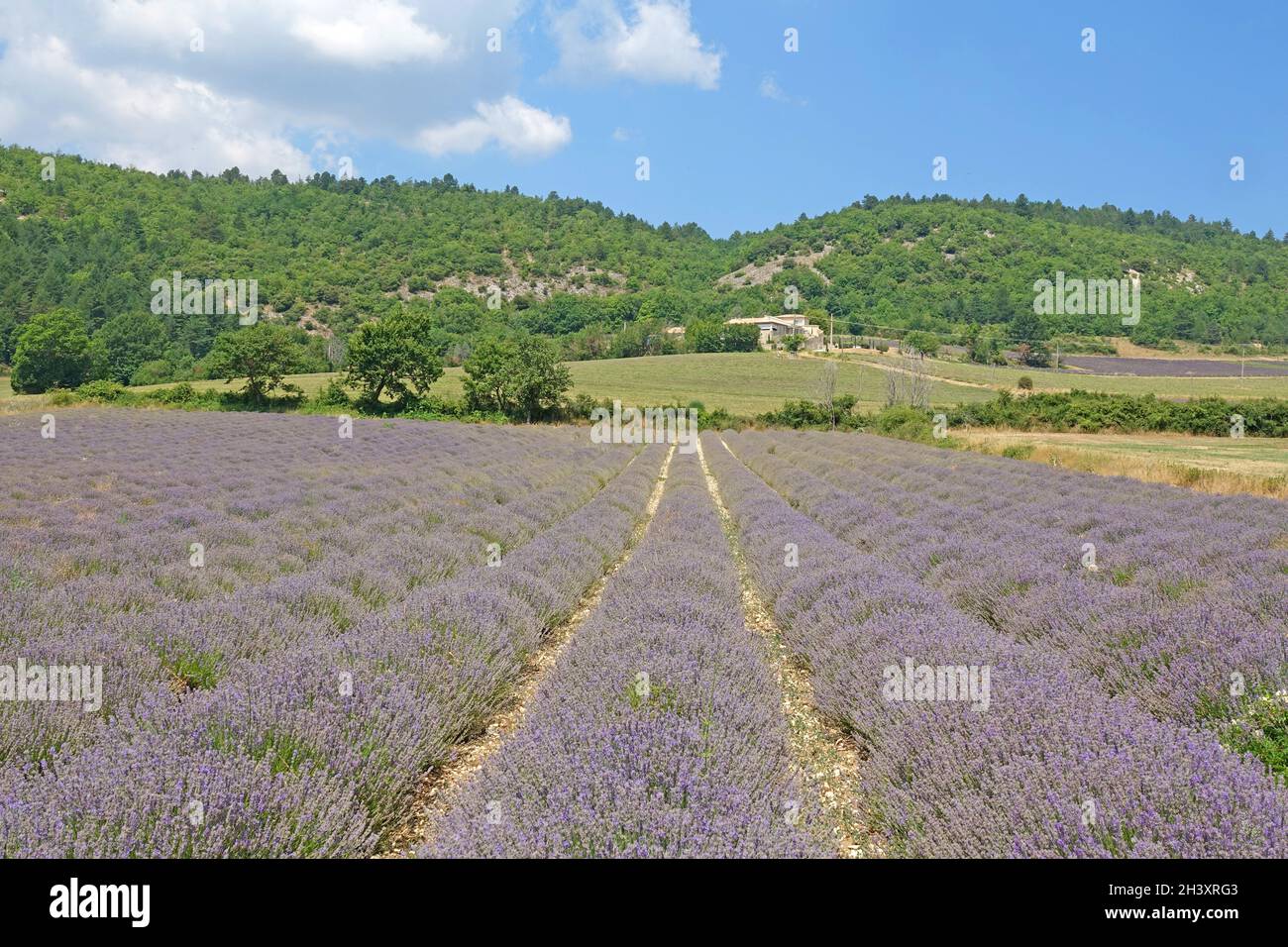Lavender field on the Plateau de Sault in Provence Stock Photo - Alamy
