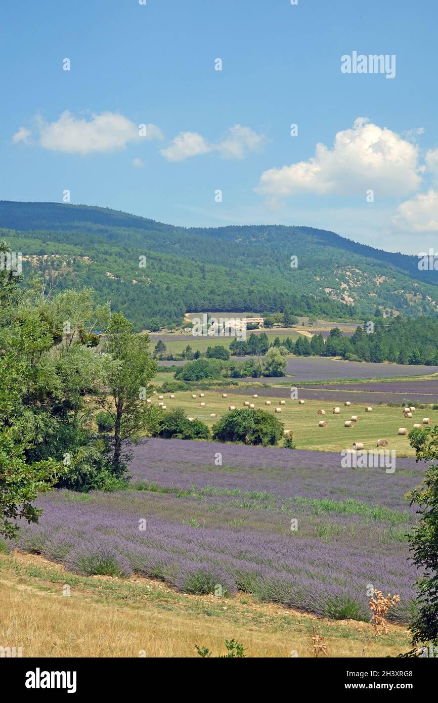 Plateau de Sault, Provence Stock Photo - Alamy