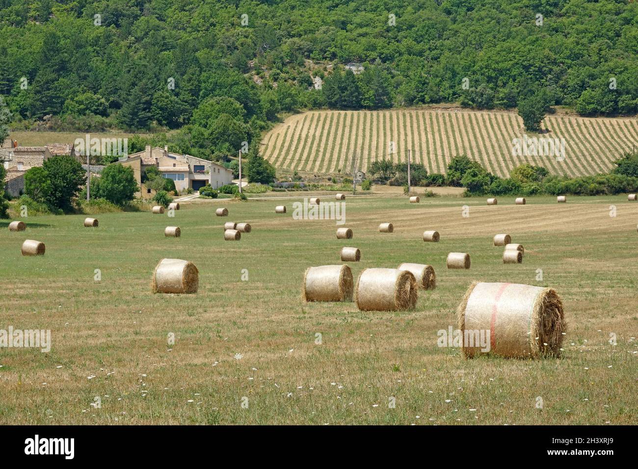 Round bales on the Plateau de Sault, Provence Stock Photo - Alamy