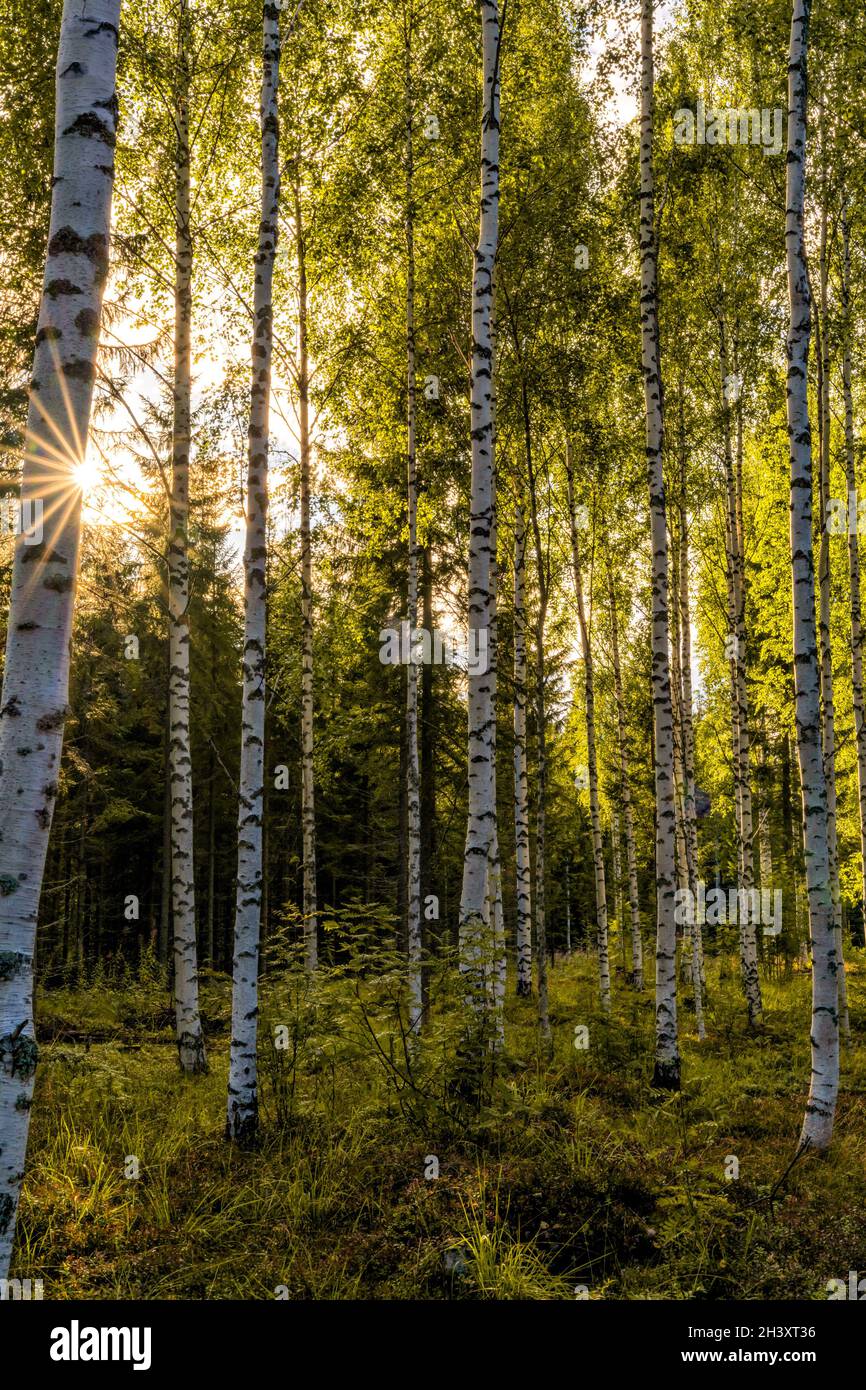 Sun rays boreal forest hi-res stock photography and images - Alamy