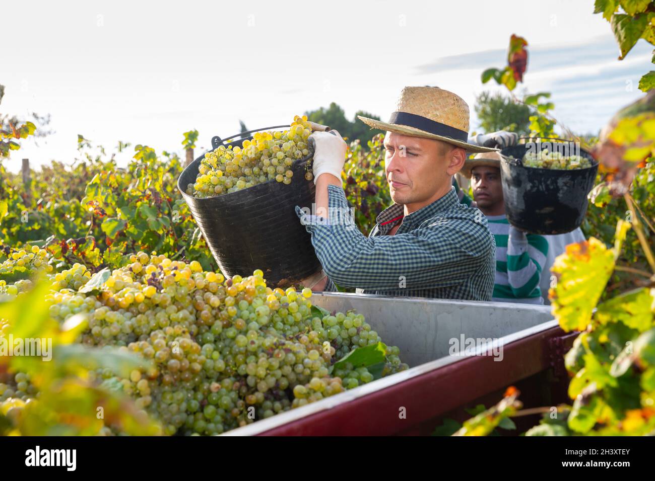 Farmer pouring harvested grapes from bucket in truck in vineyard Stock ...