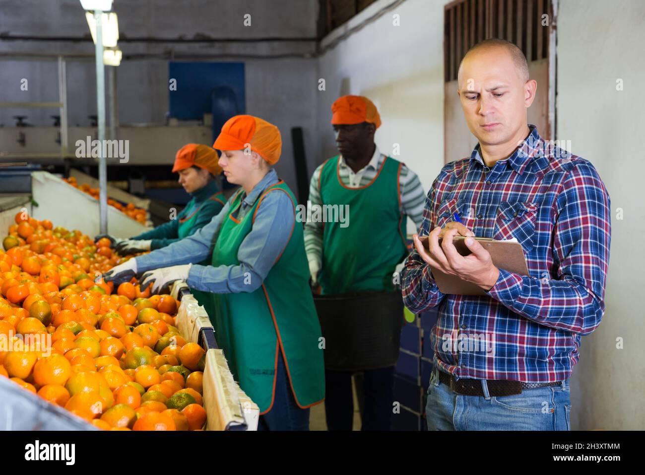 farmer controlling grading and packing of mandarin oranges performing ...