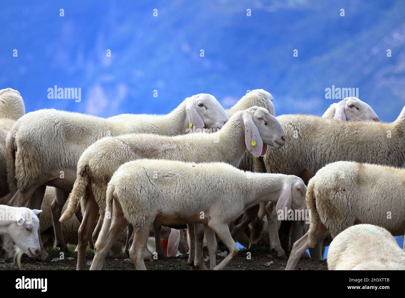 Sheep in the pasture of Mount Baldo. Italian Alps. Europe Stock Photo ...