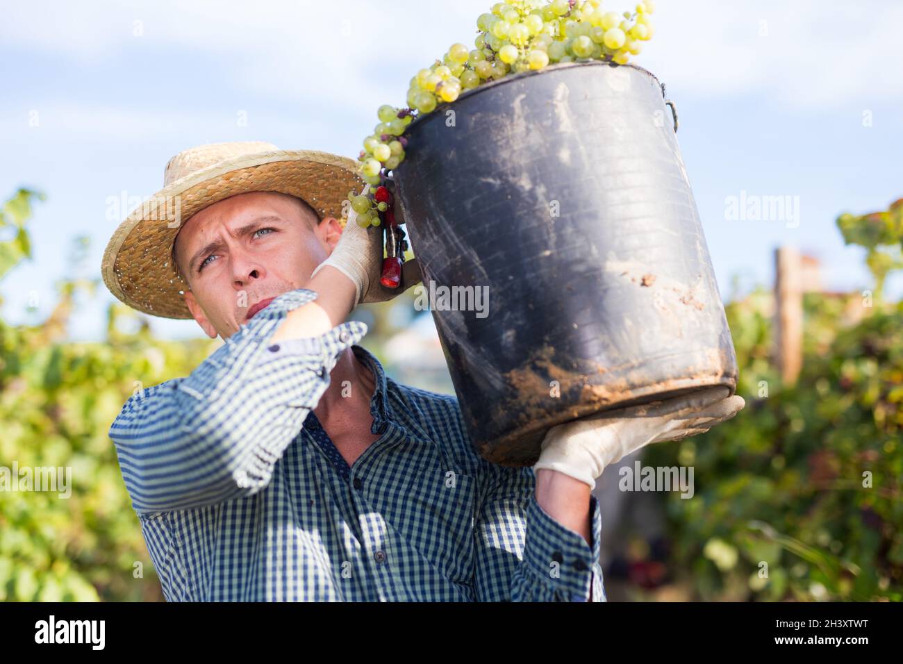 Farmer carrying bucket with freshly picked grapes in vineyard Stock ...