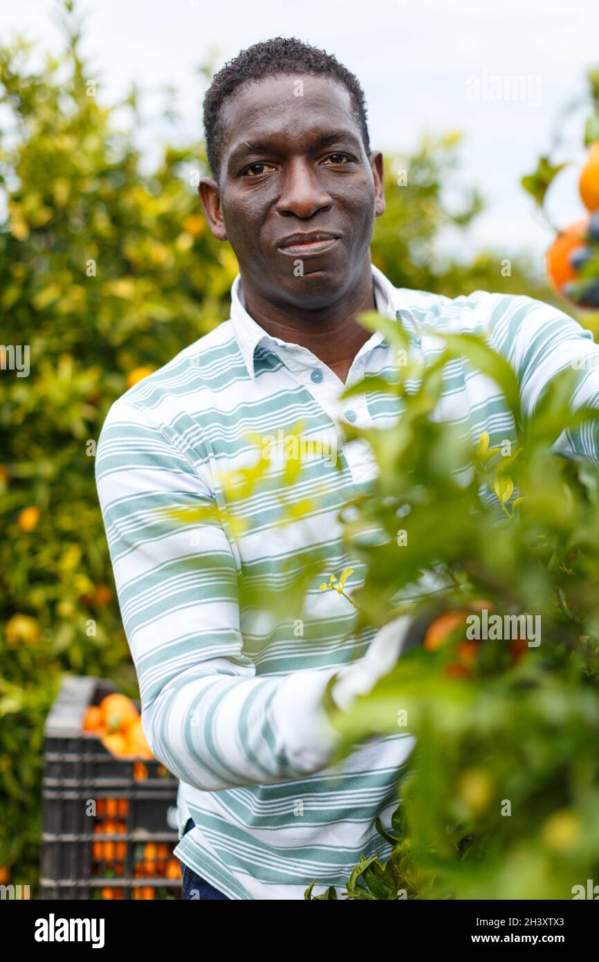 Portrait of African man on mandarins plantation Stock Photo - Alamy