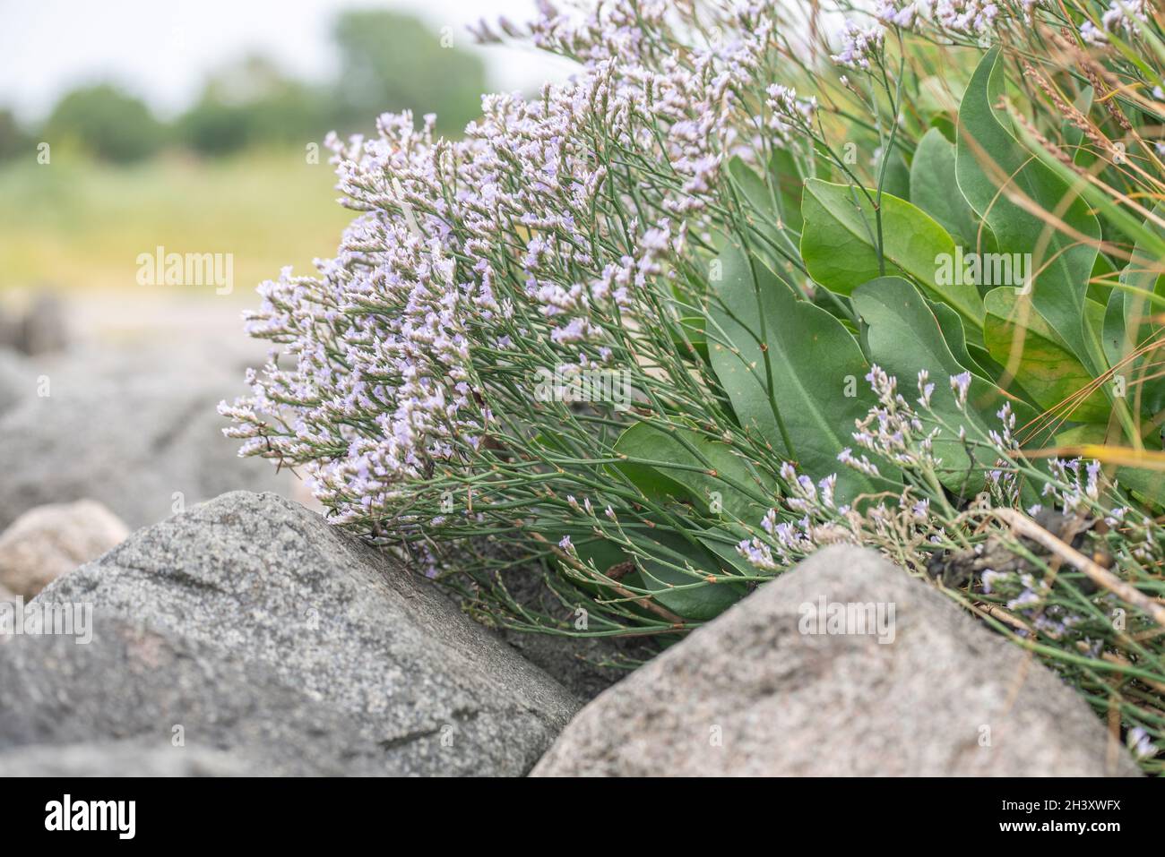 Common sea lavender Stock Photo - Alamy