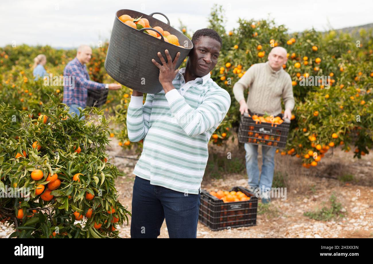 Workers picking mandarins in boxes on farm Stock Photo - Alamy