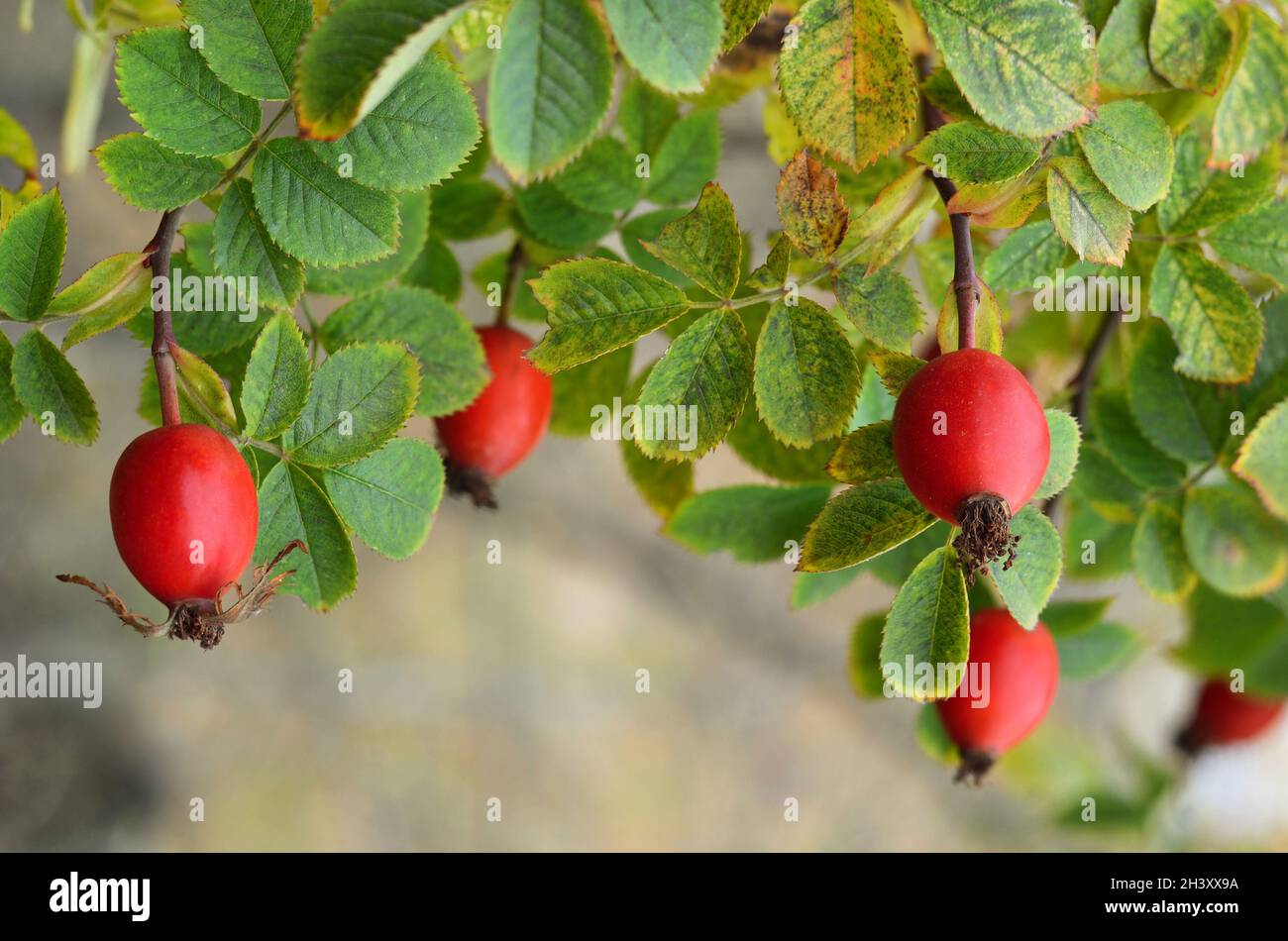 Ripe rosehip fruits on a bush among green leaves in autumn outdoors ...