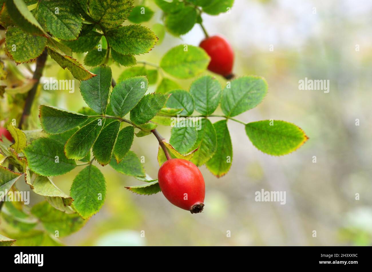 Ripe rosehip fruits on a bush among green leaves. Rose hips are ...